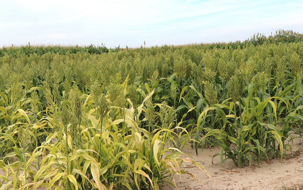 Direct Grazing of Standing Milo With Cows Examined in Webinar – KCSR / KBPY
