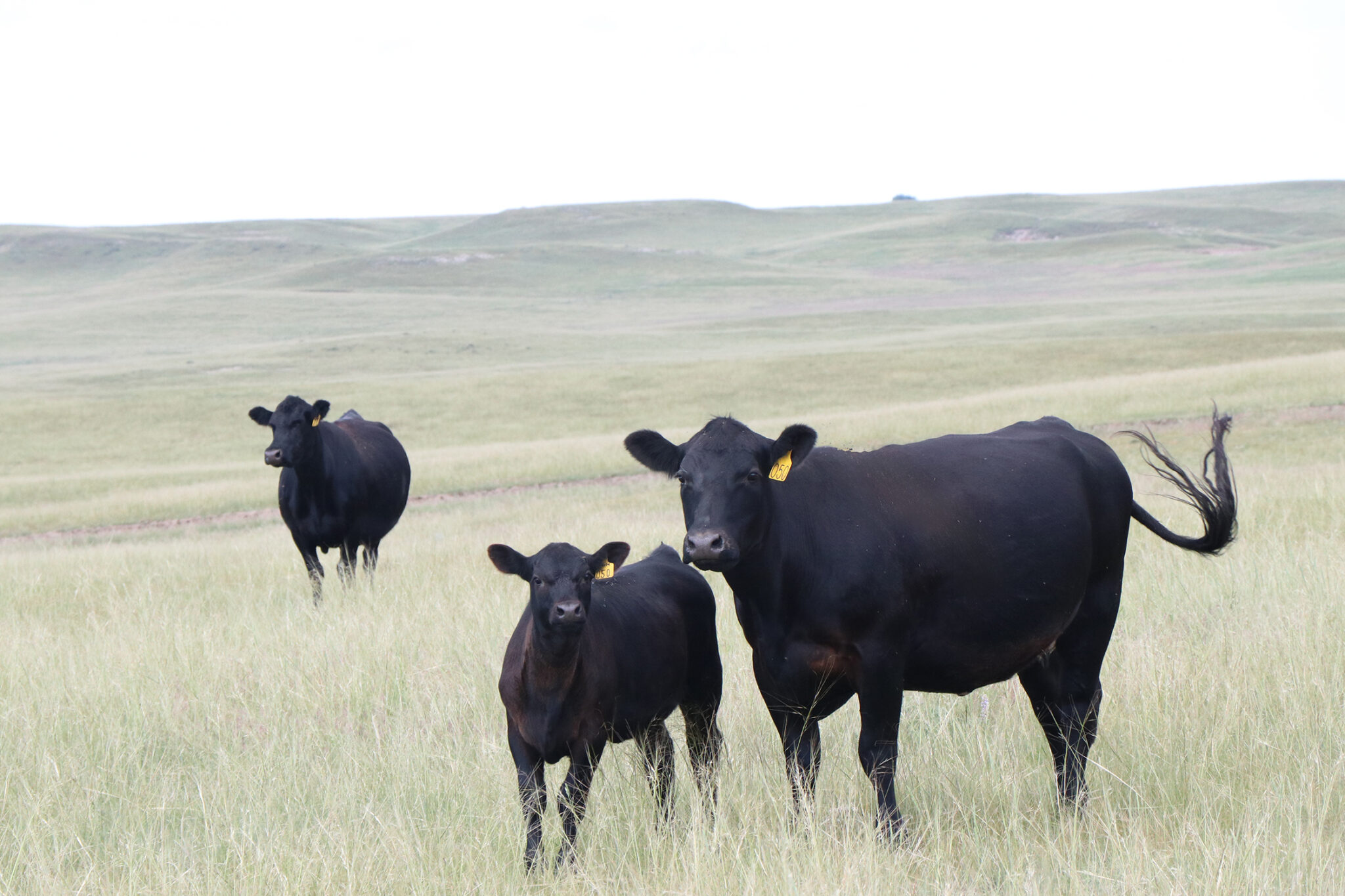Nebraska Extension to Host Cow Clinics in December – KCSR / KBPY