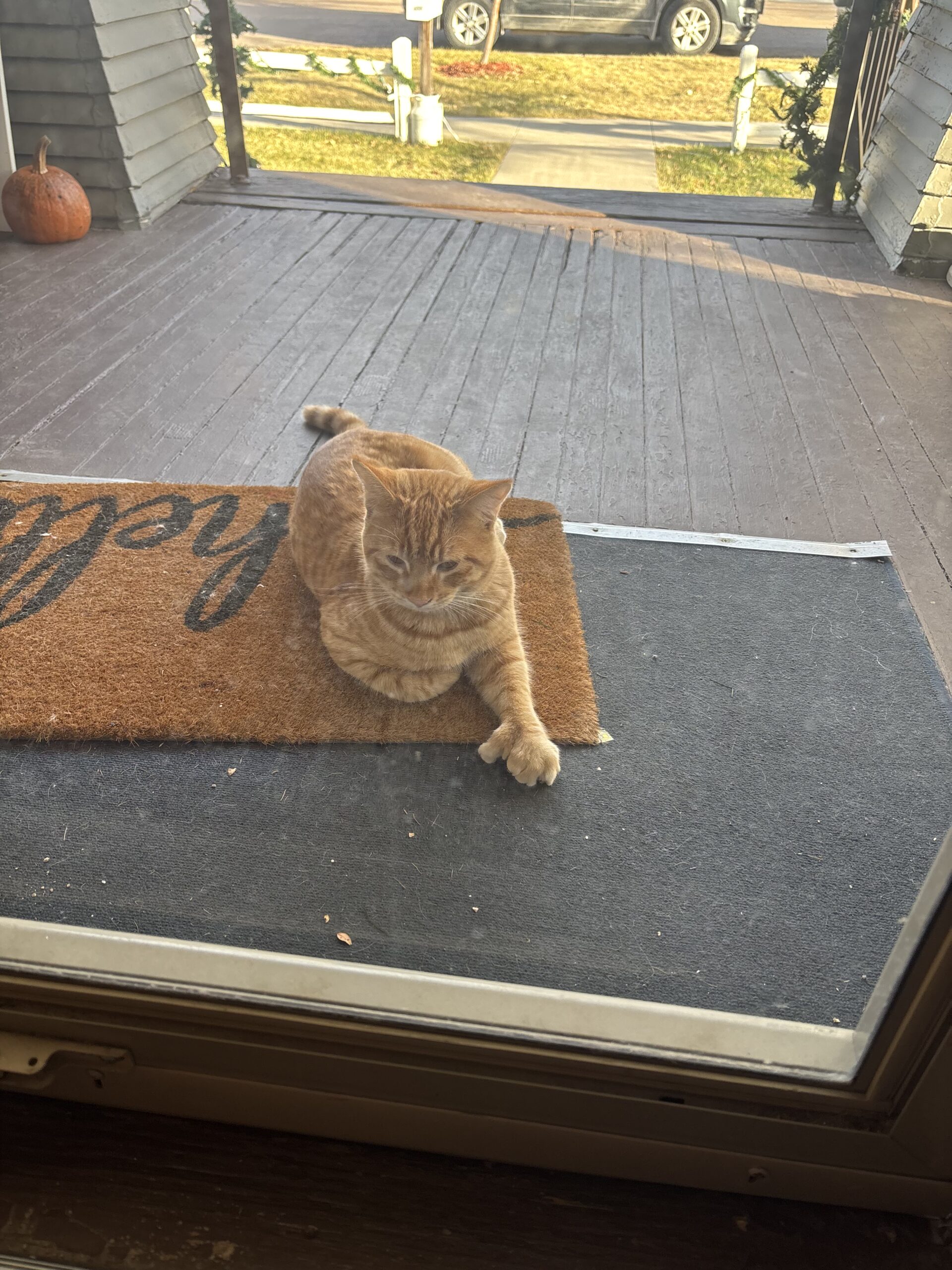 Orange Cat – KCSR / KBPY