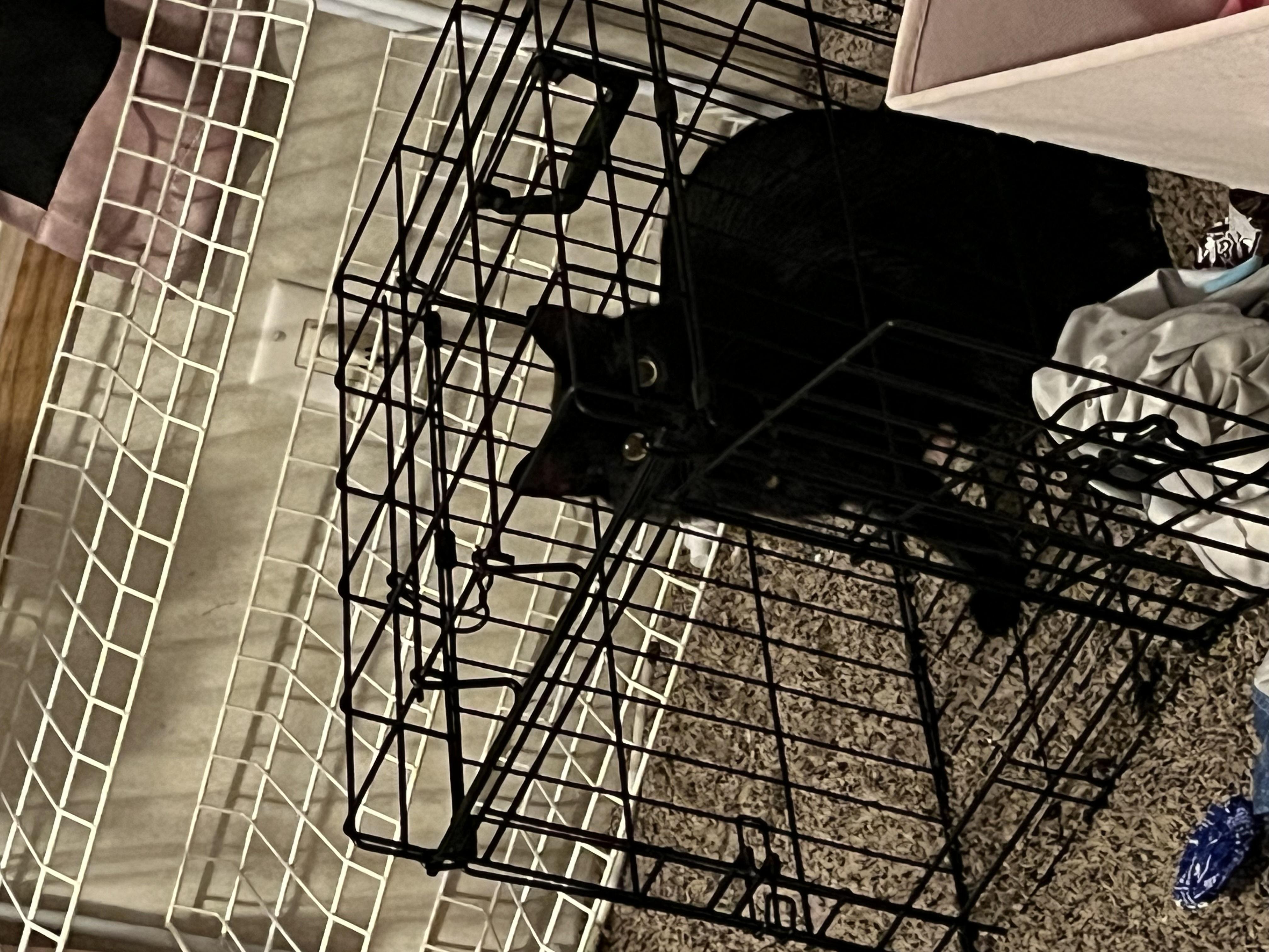 Long hair Cat – KCSR / KBPY