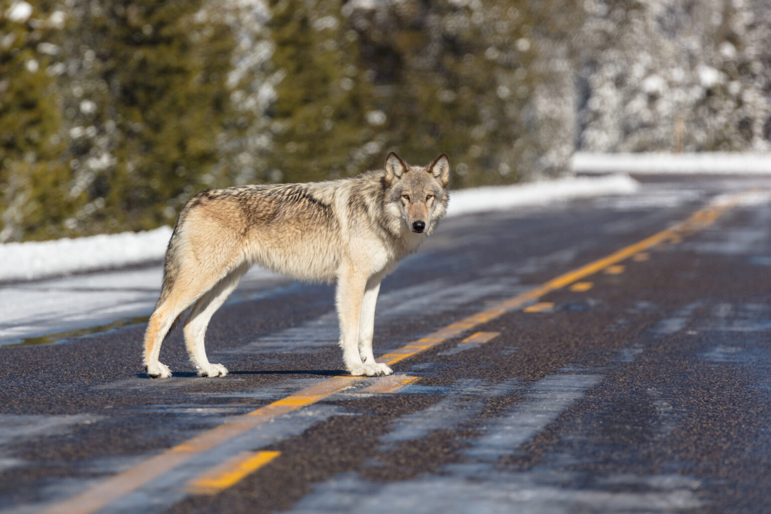 Wolf Could Have Been in Nebraska, Colorado Before Being Killed in ...