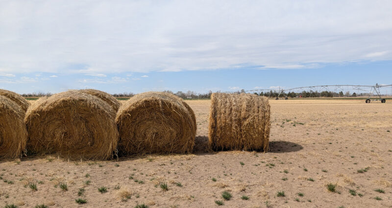 Precipitation insurance deadline approaches for annual forage planted ...