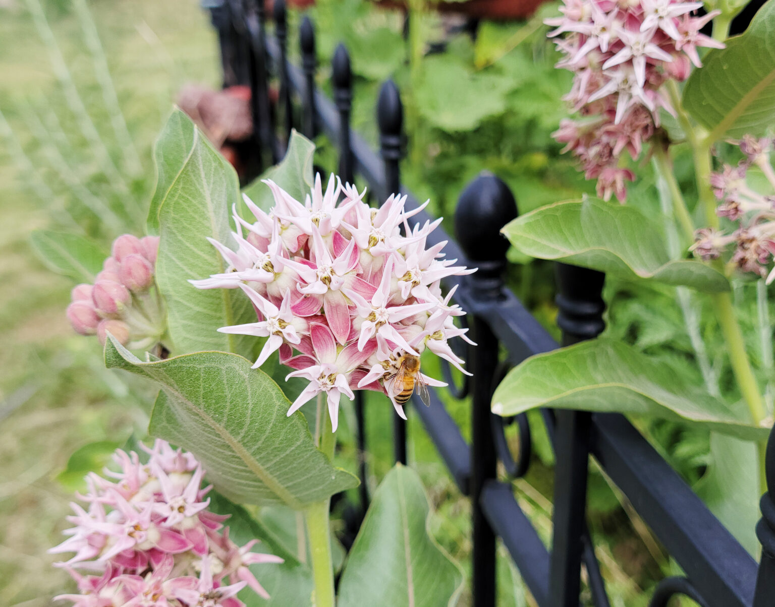 Master Gardeners: Nebraska Native Wildflowers for Your Garden – KCSR / KBPY